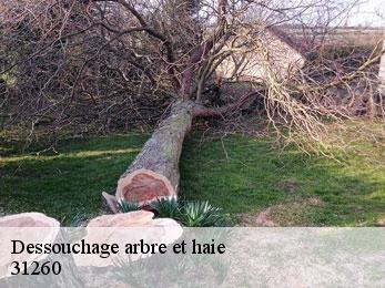 Dessouchage arbre et haie à Montsaunes tél: 05.33.06.18.82